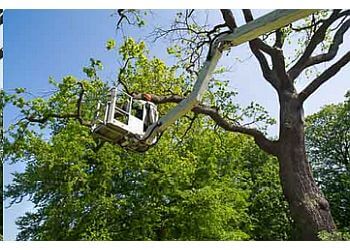 3 Best Tree Services in Oldham, UK - Expert Recommendations