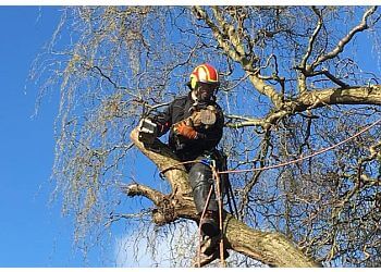 3 Best Tree Services in Ealing, UK - Expert Recommendations