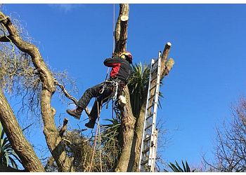 3 Best Tree Services in Ealing, UK - Expert Recommendations
