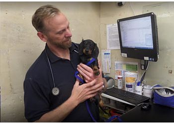 3 Best Vets in Bath, UK - Expert Recommendations