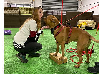 3 Best Dog Trainers in Wakefield, UK - Expert Recommendations