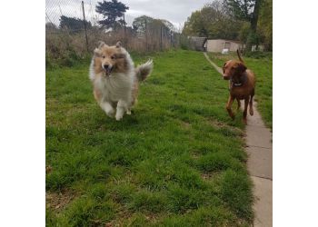 3 Best Boarding Kennels in Barnsley, UK - ThreeBestRated