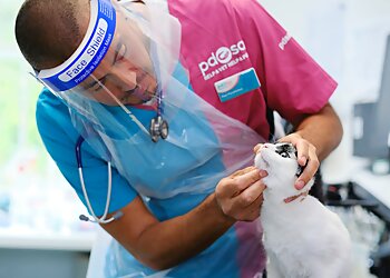 3 Best Vets in Cardiff, UK - Expert Recommendations