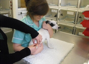 3 Best Vets in Norwich, UK - Expert Recommendations