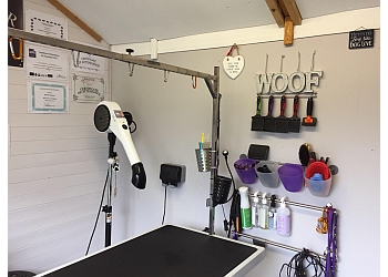 3 Best Pet Grooming in Torquay, UK - Expert Recommendations