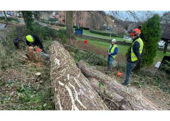 3 Best Tree Services in Rochester, Medway, UK - ThreeBestRated