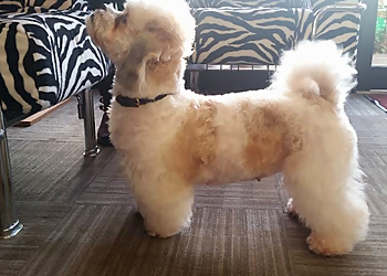 3 Best Pet Grooming in Doncaster, UK - Expert Recommendations
