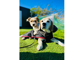 3 Best Dog Trainers in Doncaster, UK - ThreeBestRated