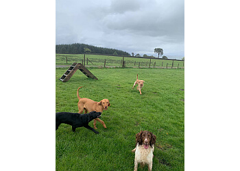 3 Best Boarding Kennels in Preston, UK - Expert Recommendations