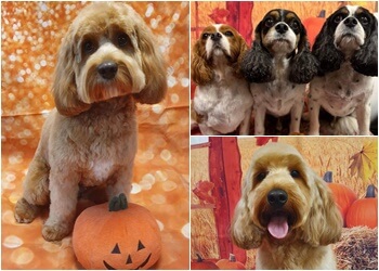 3 Best Pet Grooming in Doncaster, UK - ThreeBestRated