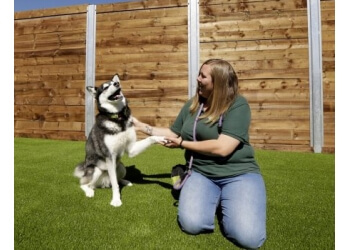 3 Best Boarding Kennels in Edinburgh, UK - Expert Recommendations