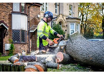 3 Best Tree Services in Manchester, UK - Expert Recommendations