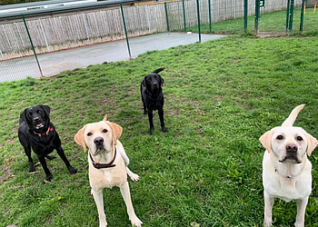 3 Best Boarding Kennels in London, UK - ThreeBestRated
