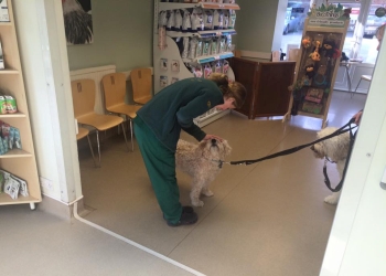 3 Best Vets in Salisbury, UK - Expert Recommendations