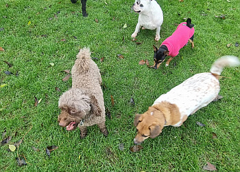 3 Best Dog Walkers in Fife, UK - Expert Recommendations