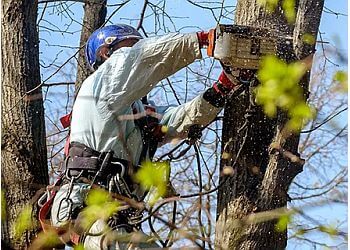 3 Best Tree Services in Sittingbourne, UK - Expert Recommendations