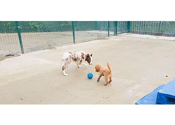 3 Best Boarding Kennels in Wirral, UK - Expert Recommendations