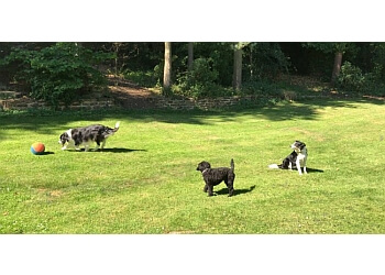 3 Best Dog Trainers in Northampton, UK - Expert Recommendations