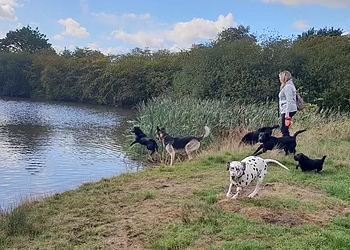 3 Best Dog Walkers in Doncaster, UK - Expert Recommendations