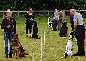 3 Best Dog Trainers in Sittingbourne, UK - Expert Recommendations