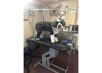 3 Best Pet Grooming in Southampton, UK - Expert Recommendations