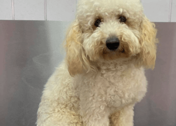 3 Best Pet Grooming in Leeds, UK - Expert Recommendations