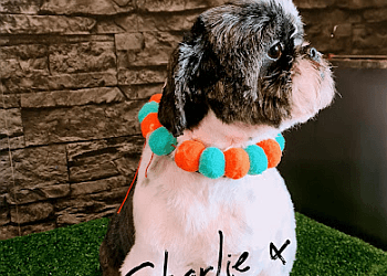 3 Best Pet Grooming in Dartford, UK - Expert Recommendations