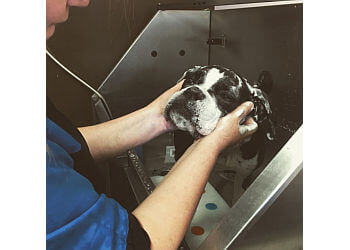 3 Best Pet Grooming in Fife, UK - ThreeBestRated