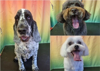 3 Best Pet Grooming in Fife, UK - ThreeBestRated