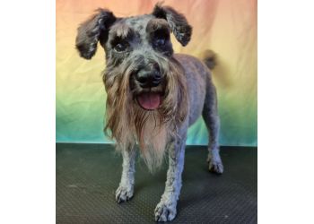 3 Best Pet Grooming in Fife, UK - ThreeBestRated