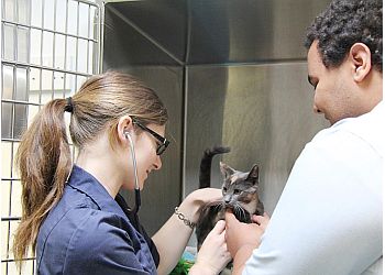 3 Best Vets in London, UK - Expert Recommendations