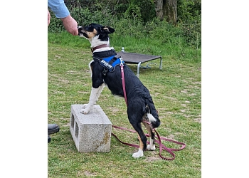 3 Best Dog Trainers in Colchester, UK - ThreeBestRated