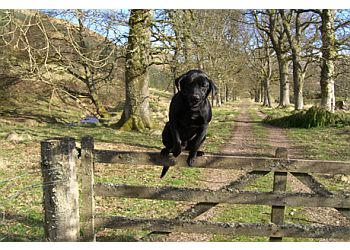 3 Best Dog Trainers in Perth, UK - Expert Recommendations