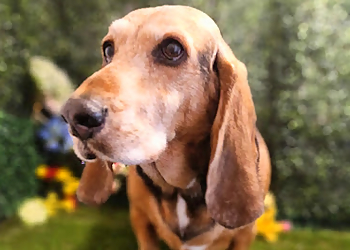 3 Best Pet Grooming in Doncaster, UK - Expert Recommendations