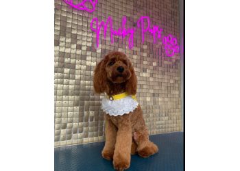 3 Best Pet Grooming in Cardiff, UK - ThreeBestRated