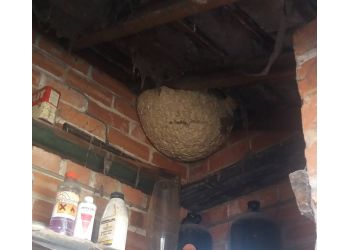 3 Best Pest Control in Chester, UK - ThreeBestRated