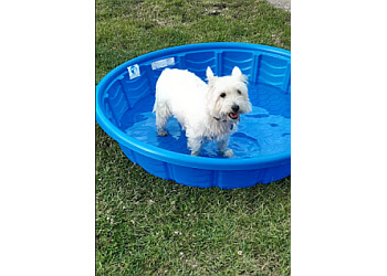 3 Best Boarding Kennels in Lincoln, UK - Expert Recommendations