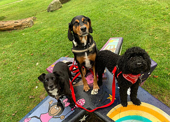 3 Best Dog Walkers in Luton, UK - Expert Recommendations