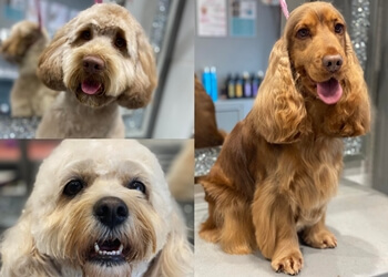 3 Best Pet Grooming in Walsall, UK - Expert Recommendations