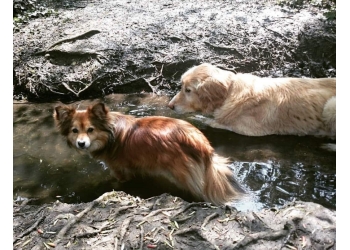 3 Best Dog Walkers in London, UK - Expert Recommendations