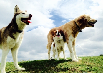 3 Best Dog Walkers in London, UK - Expert Recommendations