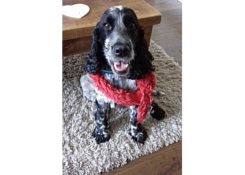 3 Best Dog Trainers in Doncaster, UK - Expert Recommendations