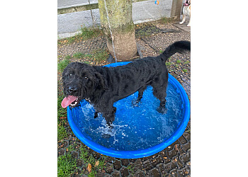 3 Best Boarding Kennels in Newark On Trent, UK - Expert Recommendations