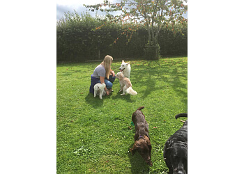 3 Best Boarding Kennels in Flintshire, UK - Expert Recommendations