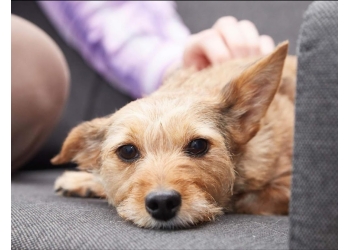 3 Best Vets in Dudley, UK - Expert Recommendations