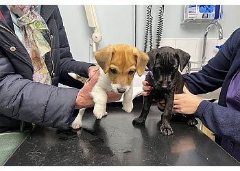 3 Best Vets in Perth, UK - Expert Recommendations