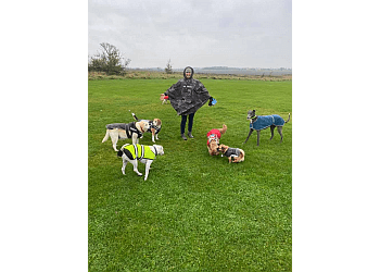 3 Best Dog Walkers in Sunderland, UK - Expert Recommendations