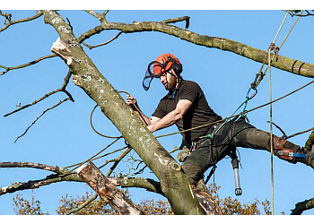 3 Best Tree Services in Newcastle Upon Tyne, UK - Expert Recommendations