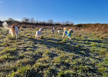 3 Best Dog Walkers in Doncaster, UK - Expert Recommendations