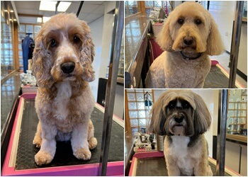 3 Best Pet Grooming in Chester, UK - ThreeBestRated